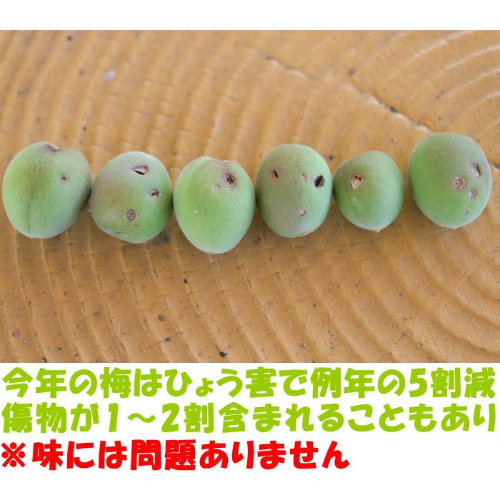梅 南高梅 梅干し用 3kg 2L〜3L 青梅 or 完熟 予約 直売 生梅 うめ 梅酒用 和歌山 紀州 田辺 岡本農園 : クックス産直ヤフー店 - 通販 - Yahoo!ショッピング