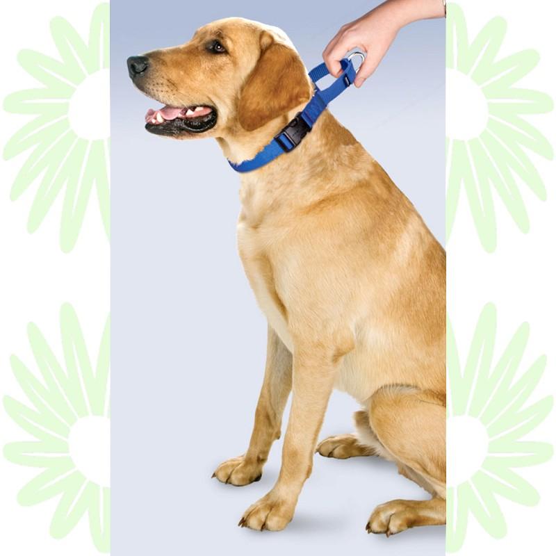 PetSafe 【Mサイズ2.5cm幅・25〜40cm】プレミアカラー with クイックスナップ・ハーフチョーク・ペットセーフのバックル付きマーチンゲール首輪・中型犬・大型犬 ...