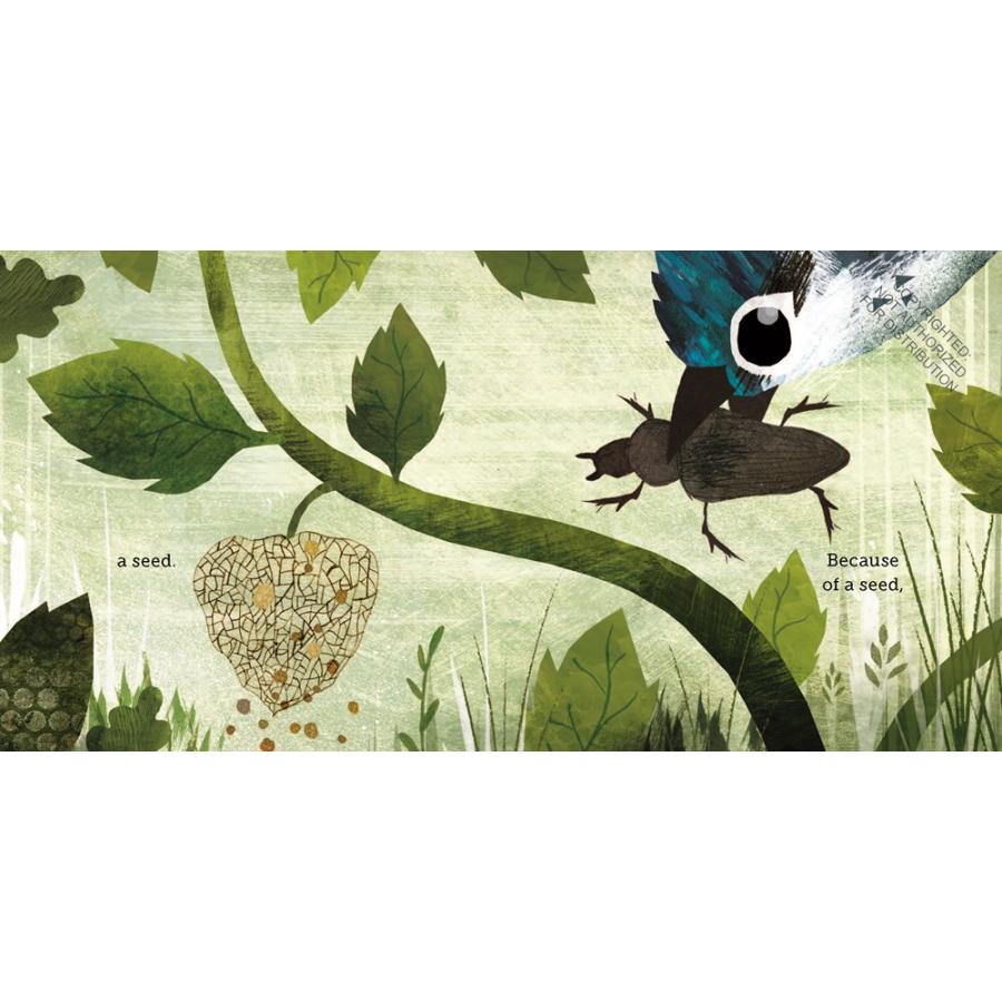 BECAUSE OF AN ACORN｜たったひとつのドングリがーすべてのいのちをつなぐー（原書）英語絵本 洋書 子ども 読み聞かせ ...