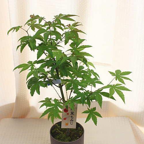 楓(もみじ)鉢植え : クロスリースタイル - 通販 - Yahoo 楓(もみじ)鉢植え : クロスリースタイル - 通販 - Yahoo