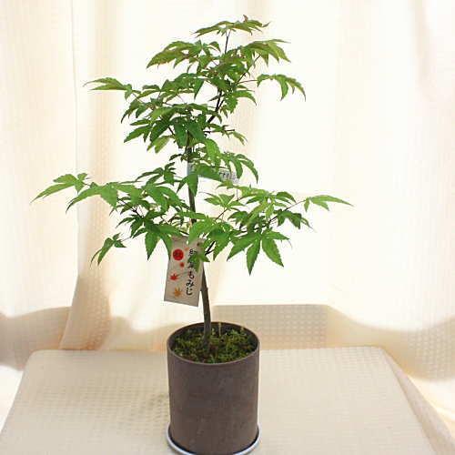 楓(もみじ)鉢植え : クロスリースタイル - 通販 - Yahoo 楓(もみじ)鉢植え : クロスリースタイル - 通販 - Yahoo