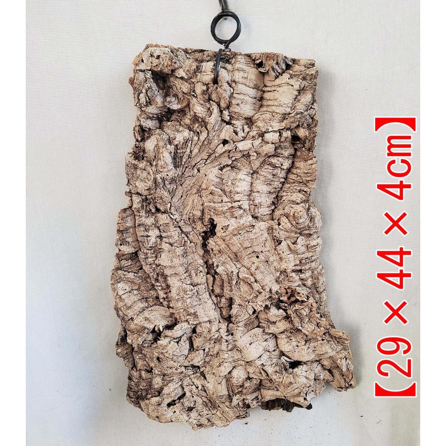 g042 ポルトガル産 厚め コルク樹皮 コルク板 バージンコルク 送料無料 チランジア ビカクシダ 着生ラン 両生類 爬虫類 : cumicumiクミクミYahoo!店 - 通販 ...
