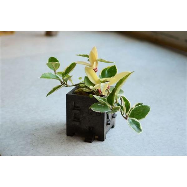 MANSION PLANTER Sumi (Pull Push Products.) : 代官山 蔦屋書店 ヤフー店 - 通販 - Yahoo ...