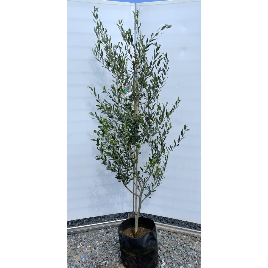 オリーブの木 ルッカ 約1.8m 現品発送 特大株 植木苗木大苗 シンボルツリー 鉢植えに 常緑樹 送料無料 : 大福樹苗園 - 通販 ...