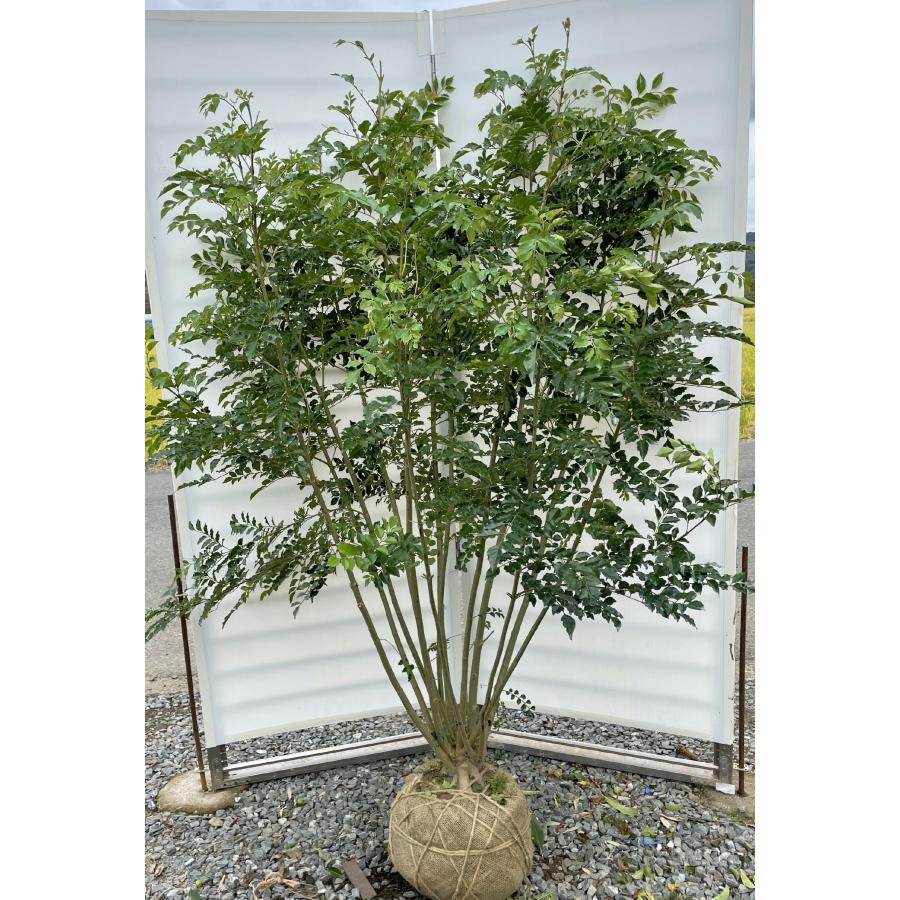 シマトネリコ 13本株立ち 豪華株 約1.8m 現品発送 一点物 特大株 植木苗木大苗 シンボルツリー 常緑樹 送料無料 : 大福樹苗園 - 通販 - Yahoo!ショッピング