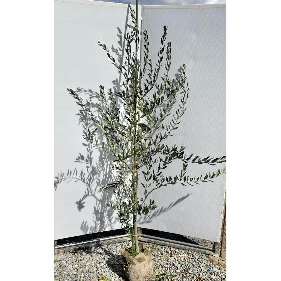 オリーブの木 ルッカ 約1.9m 現品発送 特大株 植木苗木大苗 シンボルツリー 鉢植えに 常緑樹 送料無料 :410308rucca1917 ...