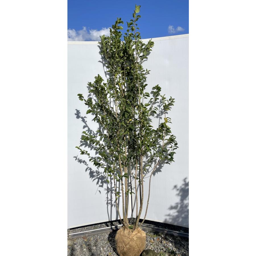 ソヨゴの木 7本株立ち 約2.1m 現品発送 美樹形株 特大株 植木苗木 赤い実が成る木 常緑樹 送料無料 : 大福樹苗園 - 通販 ...