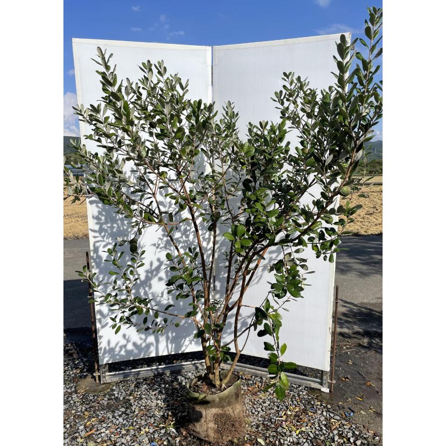 フェイジョア 大実品種 株立ち 約1.8m 現品発送 特大植木苗木大苗 大実品種 常緑樹 シンボルツリー 送料無料 : 大福樹苗園 - 通販 - Yahoo!ショッピング