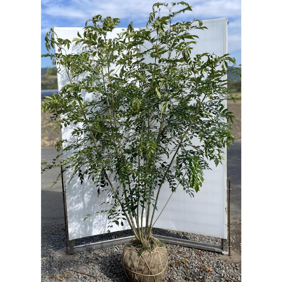 シマトネリコ 8本株立ち 豪華株 約1.8m 現品発送 一点物 特大株 植木 苗木 大苗 シンボルツリー 常緑樹 送料無料 : 大福樹苗園 - 通販 - Yahoo!ショッピング