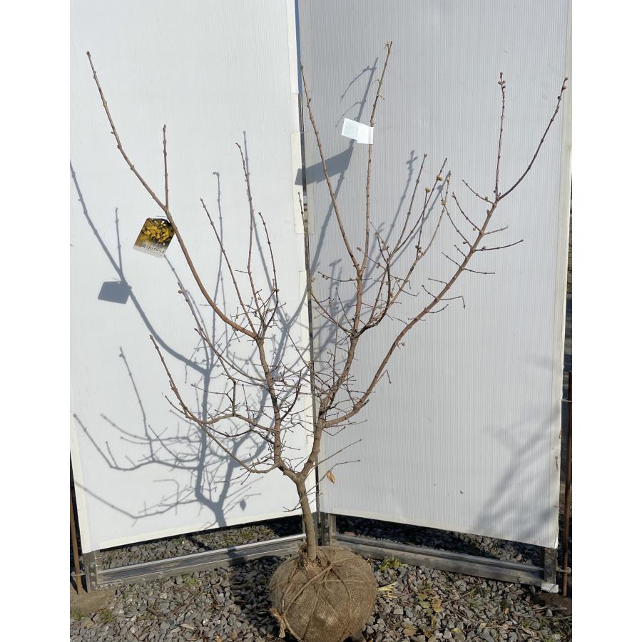 満月ロウバイ 約1.5m 現品発送 特大株 植木苗木大苗 満月蝋梅 冬に咲く花 落葉樹 送料無料 : 大福樹苗園 - 通販 - Yahoo!ショッピング