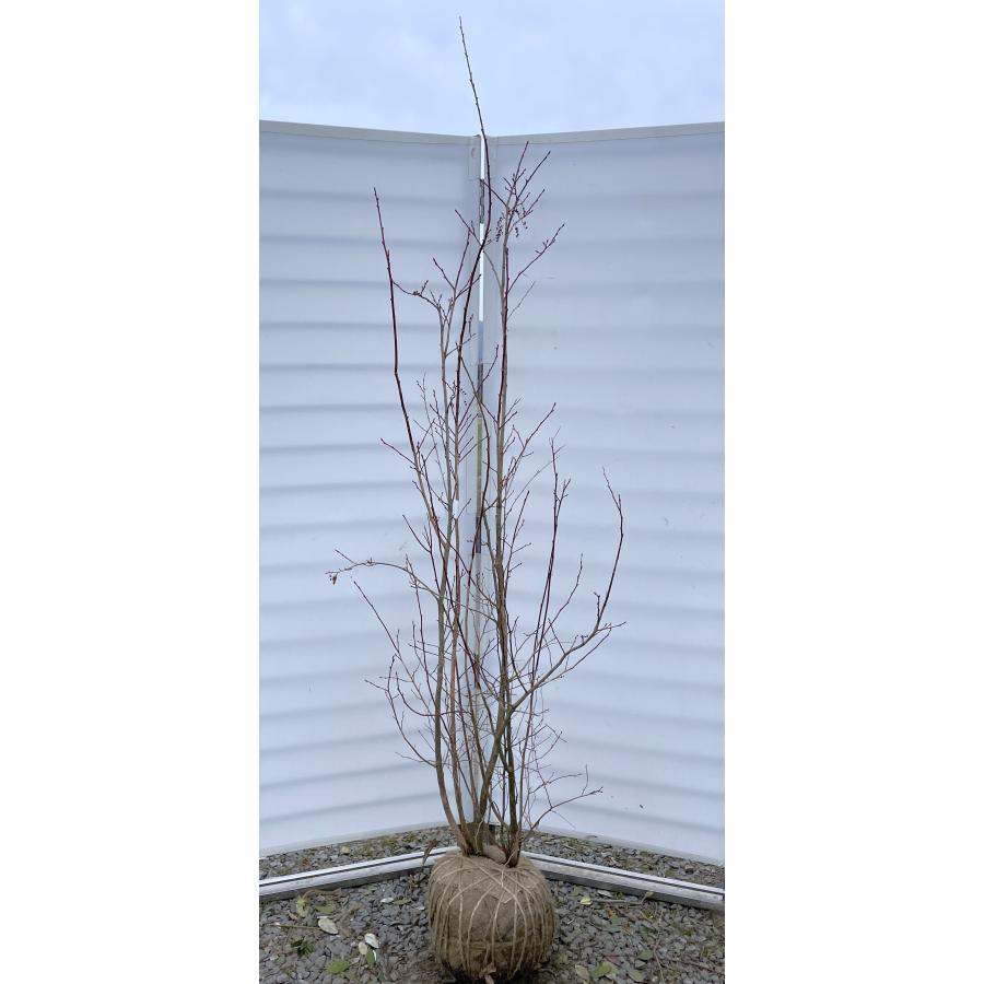 ネジキ 株立ち 約2.1m 現品発送 超特大株 植木 苗木 大苗 捻木 落葉樹 送料無料 : 大福樹苗園 - 通販 - Yahoo!ショッピング