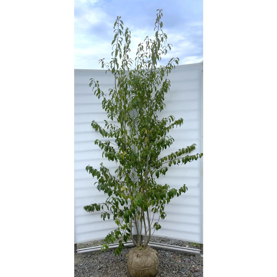 ソヨゴの木 5本株立ち 約2.5m 一点物 豪華株 現品発送 特大植木苗木 赤い実が成る木 常緑樹 送料無料 : 大福樹苗園 - 通販 - Yahoo!ショッピング