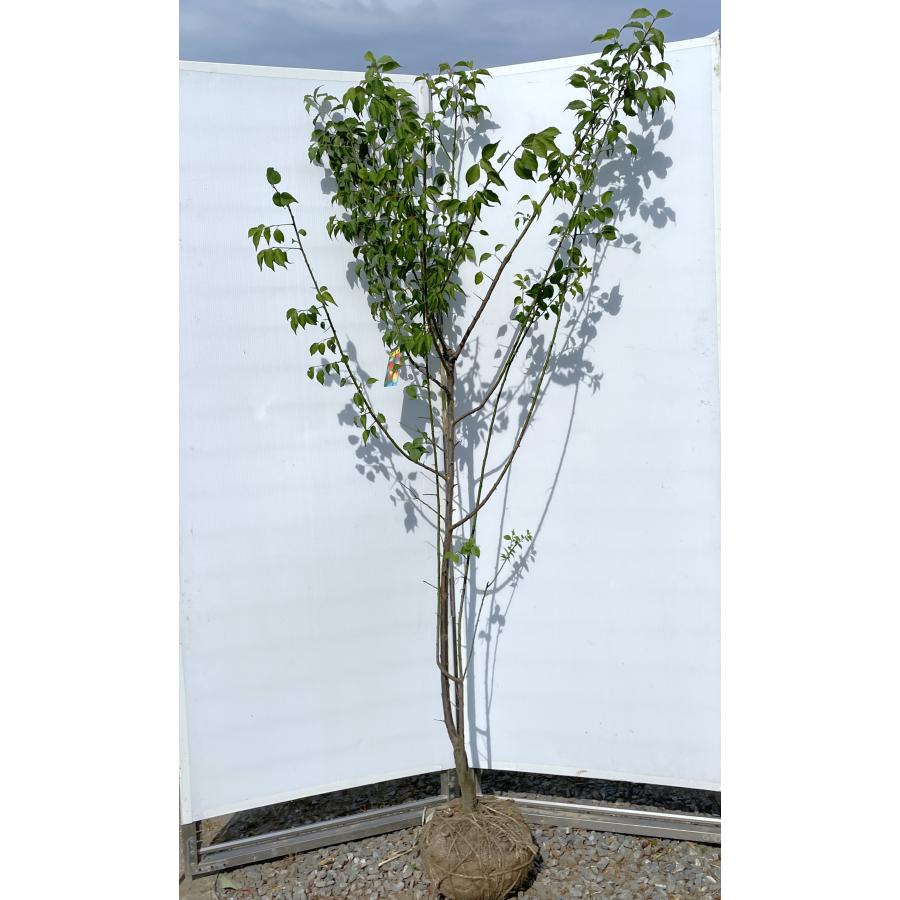 南高梅の木 約2m 現品発送 特大株 植木苗木大苗 大実梅 花も楽しめる果樹 ナンコウウメ 送料無料 : 大福樹苗園 - 通販 - Yahoo!ショッピング