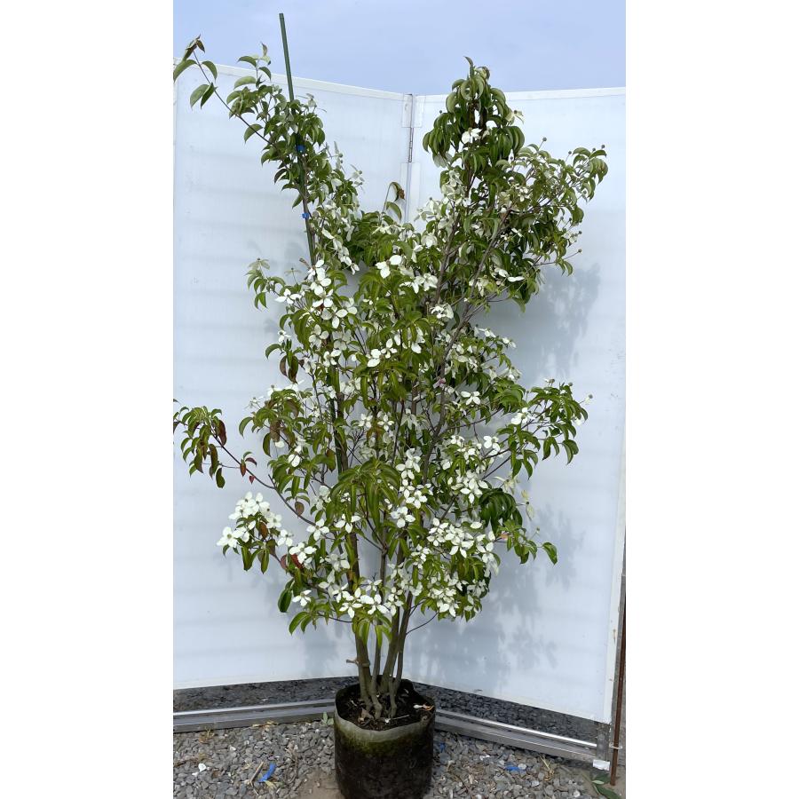 常緑ヤマボウシ 月光 6本株立ち 約1.9m 現品発送 豪華株 特大株 植木苗木大苗 ホンコンエンシス シンボルツリー 常緑樹 送料無料 : 大福樹苗園 - 通販 - Yahoo!ショッピング