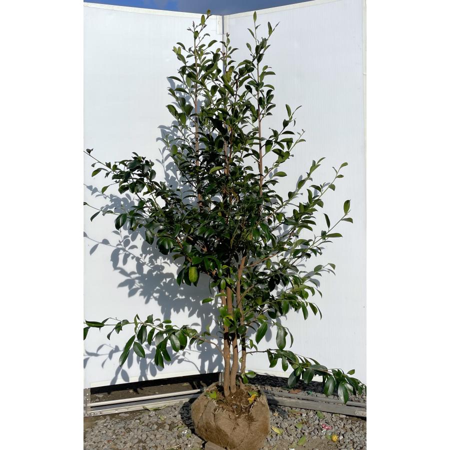 榊 サカキ 株立ち 約1.8m 現品販売 特大株 植木 苗木 大苗 榊の木 本榊 常緑樹 送料無料 : 大福樹苗園 - 通販 - Yahoo!ショッピング