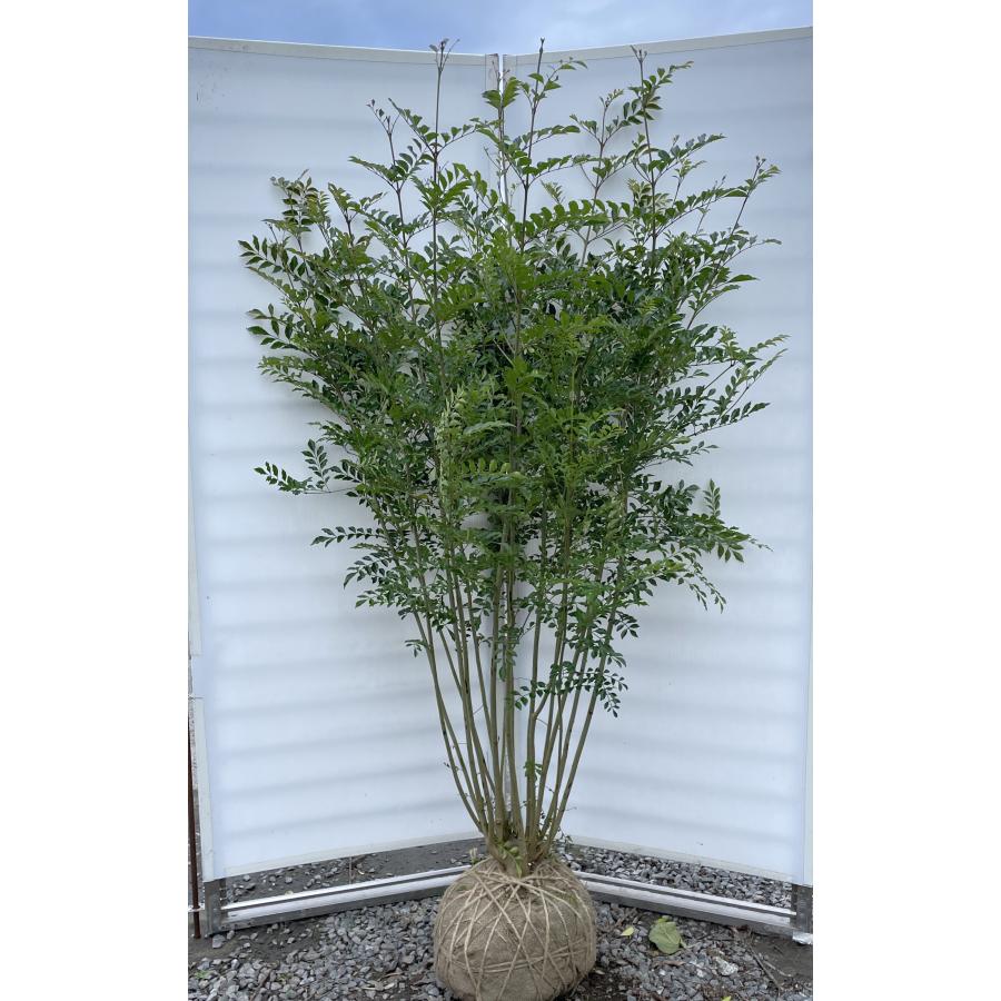 シマトネリコ 15本株立ち 約1.8m 現品発送 一点物 豪華株 特大株 植木 苗木 大苗 シンボルツリー 常緑樹 送料無料 : 大福樹苗園 - 通販 - Yahoo!ショッピング