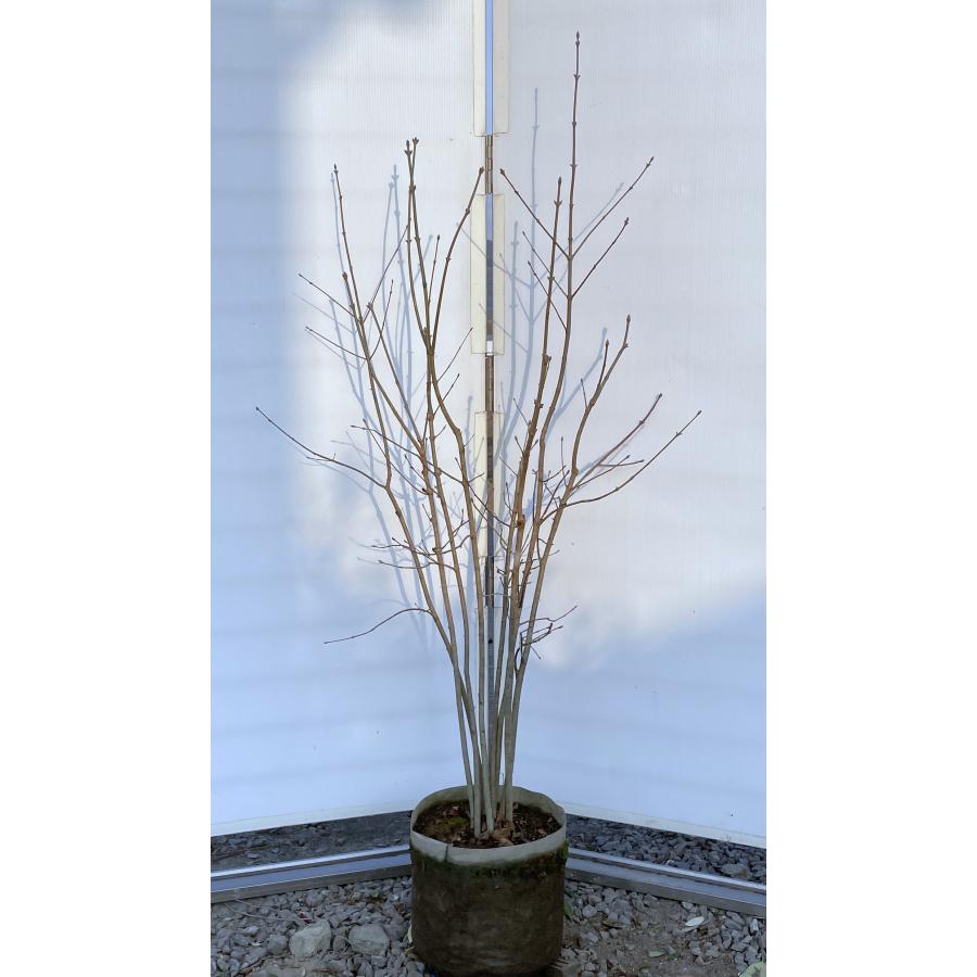 アオダモ 8本株立ち 約1.5m 現品発送 豪華株 特大株 植木 苗木 大苗 マルバアオダモ 丸葉アオダモ 落葉樹 シンボルツリー : 大福樹苗園 - 通販 - Yahoo!ショッピング