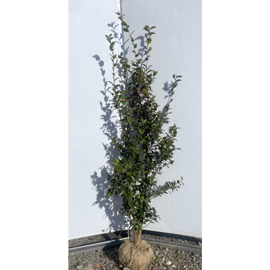 朝倉サザンカ 約1.8m 現品発送 特大株 八重花 薄ピンク花 山茶花 サザンカの木 植木 苗木 大苗 常緑樹 送料無料 : 512217asakura1816 : 大福樹苗園 - 通販 ...