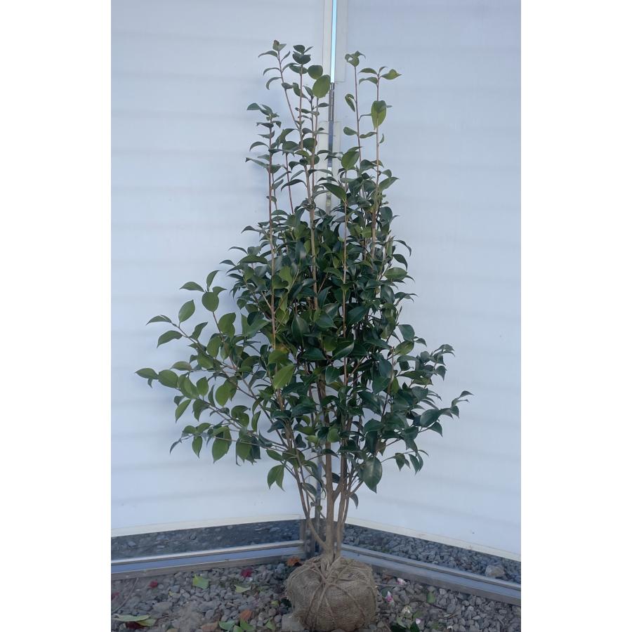 椿の木 ヤブツバキ 株立ち 約1.5m 現品発送 特大株 藪椿 赤花ツバキ 植木苗木大苗 常緑樹 送料無料 : 大福樹苗園 - 通販 - Yahoo!ショッピング