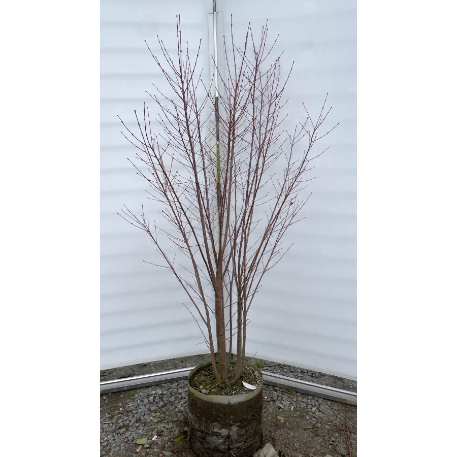 桂 カツラの木 6本株立ち 約1.7m 現品発送 豪華株 特大株 大苗 植木 苗木 ハート形の葉っぱ シンボルツリー 落葉樹 送料無料 : 大福樹苗園 - 通販 - Yahoo!ショッピング