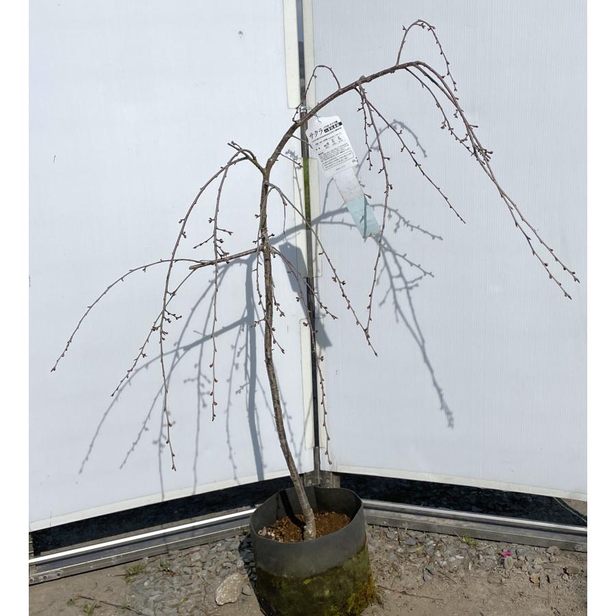 雨情しだれ桜 約1.2m 現品発送 小花八重しだれ桜 特大株 植木 苗木 大苗 うじょうしだれ桜 送料無料 : 大福樹苗園 - 通販 - Yahoo!ショッピング