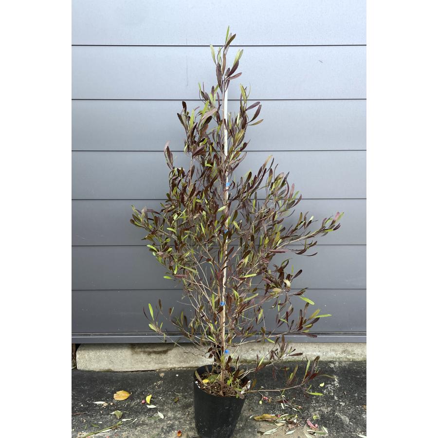 ポップブッシュ プルプレア 約1.4m 現品発送 苗木 植木 大苗 常緑樹 ドドナエア ビスコーサ 送料無料 : 大福樹苗園 - 通販 - Yahoo!ショッピング