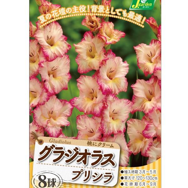 グラジオラス 2色咲き プリシラ【球根】8球入り袋詰め_春植え_ グラジオラス 2色咲き プリシラ【球根】8球入り袋詰め_春植え_