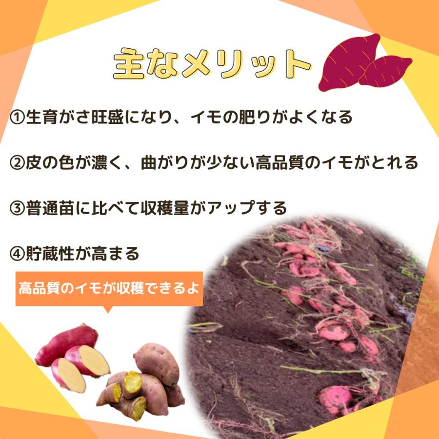 令和7年度 切り苗 登録品種（PVP）ウィルスフリー苗 べにはるか苗100本 さつまいも苗 サツマイモ苗 さつま苗 芋苗 べにはるか 種芋 農家直送 : 大三ファーム - 通販 - Yahoo ...