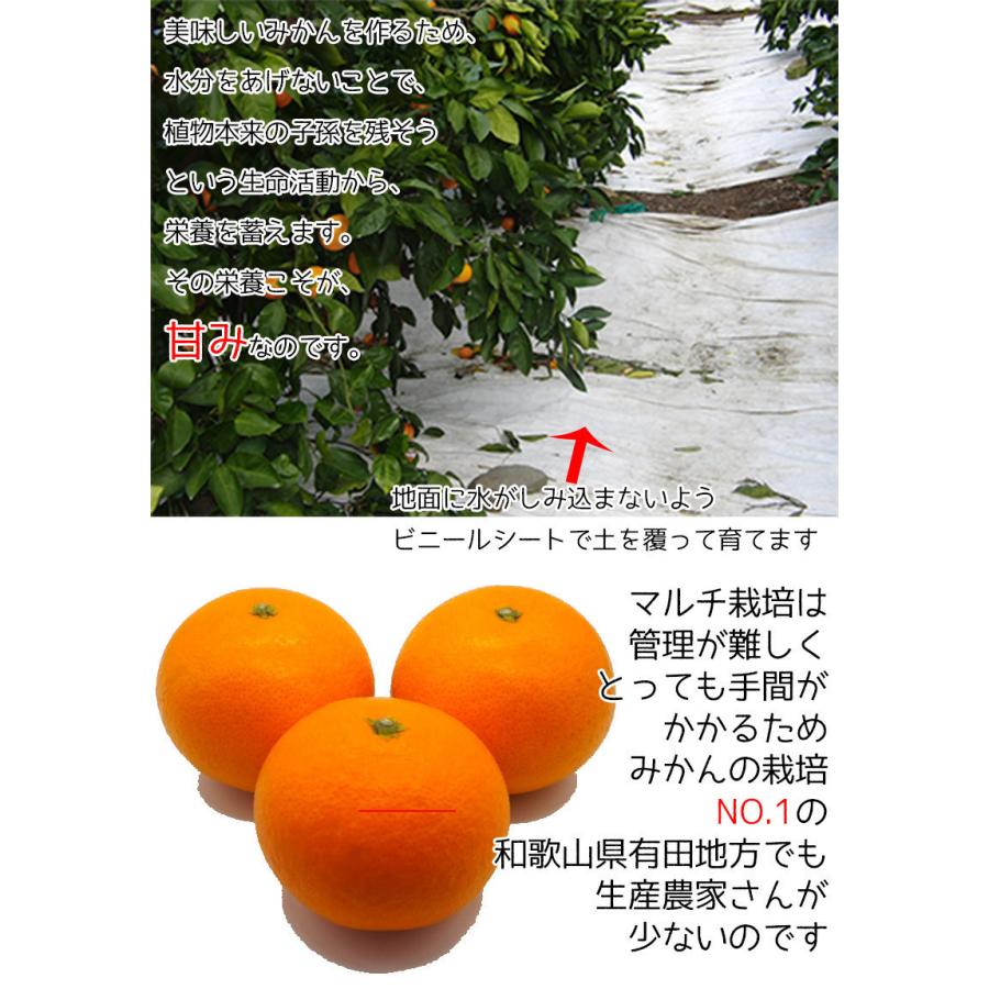 みかん 10Kg箱 送料無料 和歌山県 有田みかん 山鷹みかん 秀 2Lサイズ 10kg 早生10kg 中世9kg贈答用 ギフト : 大和屋 旬果庵 - 通販 - Yahoo!ショッピング