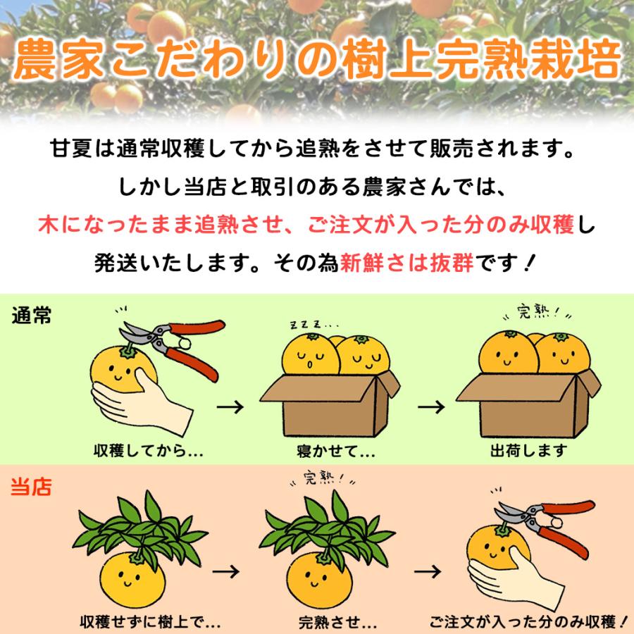 甘夏 あまなつ みかん 秀品 産地直送 送料無料 愛媛県産 L-3Lサイズ 8kg サイズ指定不可 贈答用 : 大和屋 旬果庵 - 通販 - Yahoo!ショッピング
