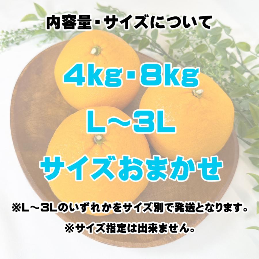 甘夏 あまなつ みかん 秀品 産地直送 送料無料 愛媛県産 L-3Lサイズ 8kg サイズ指定不可 贈答用 : 大和屋 旬果庵 - 通販 - Yahoo!ショッピング