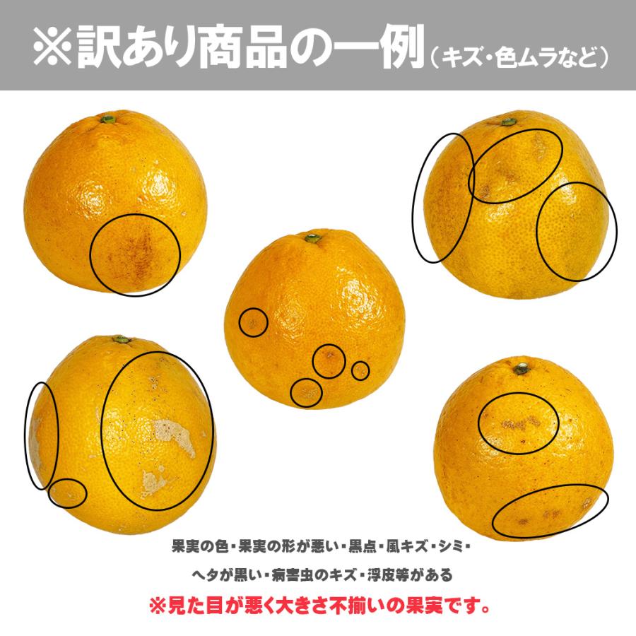 河内晩柑 宇和ゴールド 3kg箱 訳あり 美粧柑 夏文旦 愛南ゴールド 産地直送 愛媛県産 L-3Lサイズ 混合 サイズ別 ミックス 送料無料 : 大和屋 旬果庵 - 通販 - Yahoo ...