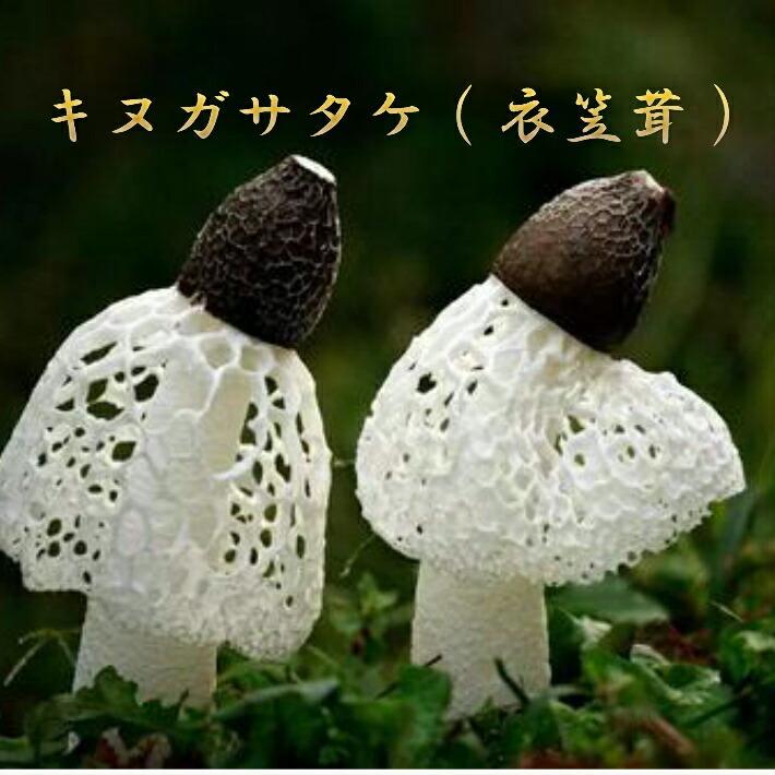 乾燥竹笙 キヌガサタケ衣笠茸竹笙 50g訳ありキノコの女王」とも呼ばれています。 :100000079:食材卸ダイヨー - 通販 ...