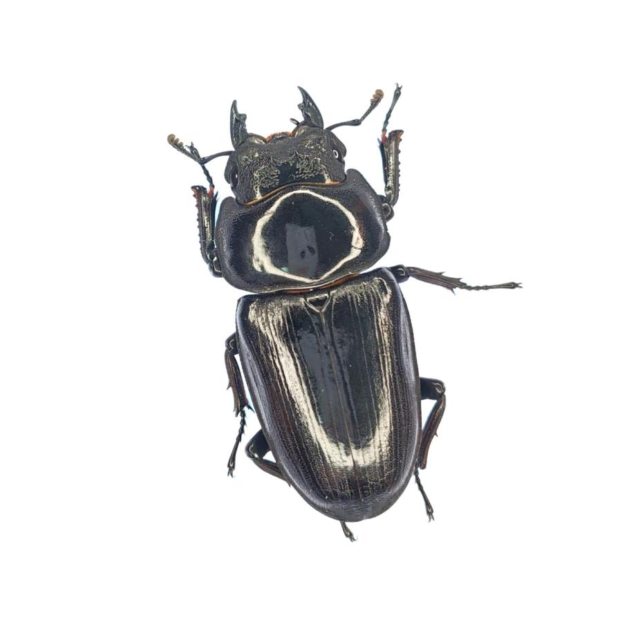 能勢SRオオクワガタ ♀単品54.8mm！ : DORCUS Communications. - 通販 - Yahoo!ショッピング