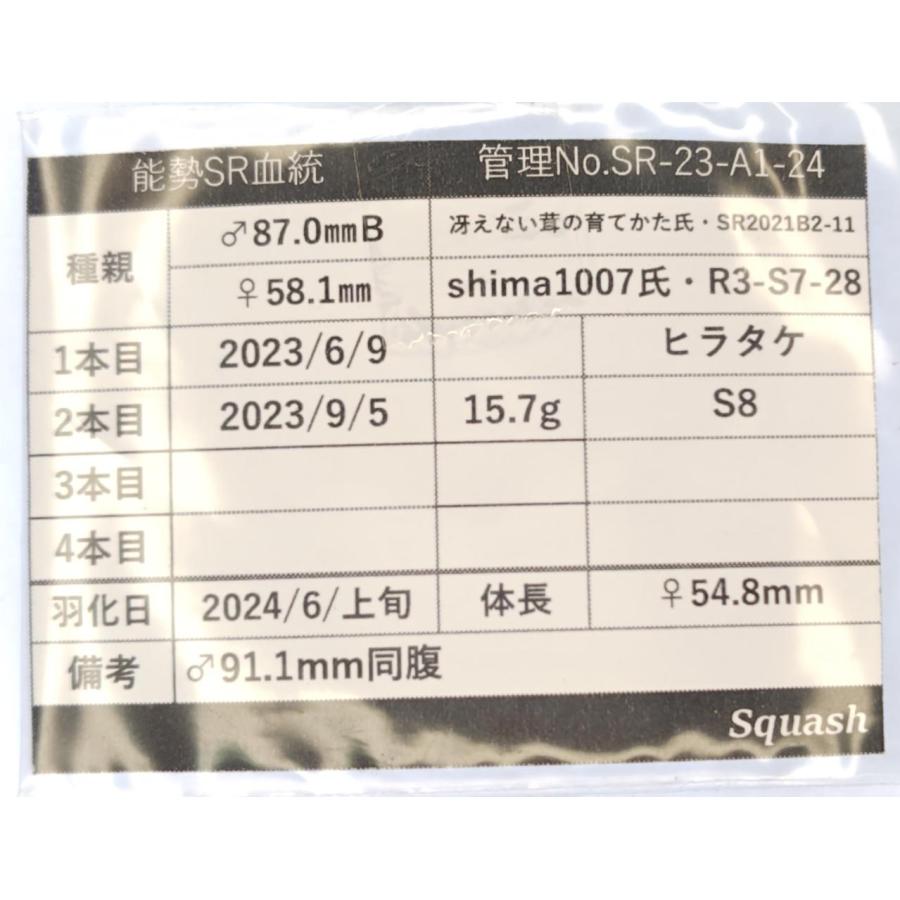 能勢SRオオクワガタ ♀単品54.8mm！ : DORCUS Communications. - 通販 - Yahoo!ショッピング