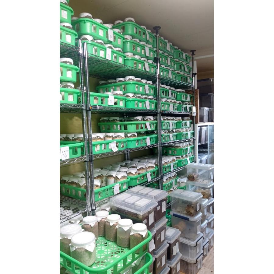 能勢SRオオクワガタ ♀単品55.0mm！ : DORCUS Communications. - 通販 - Yahoo!ショッピング