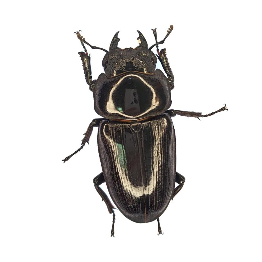 能勢SRオオクワガタ ♂81.9mmペア！ : DORCUS Communications. - 通販 - Yahoo!ショッピング