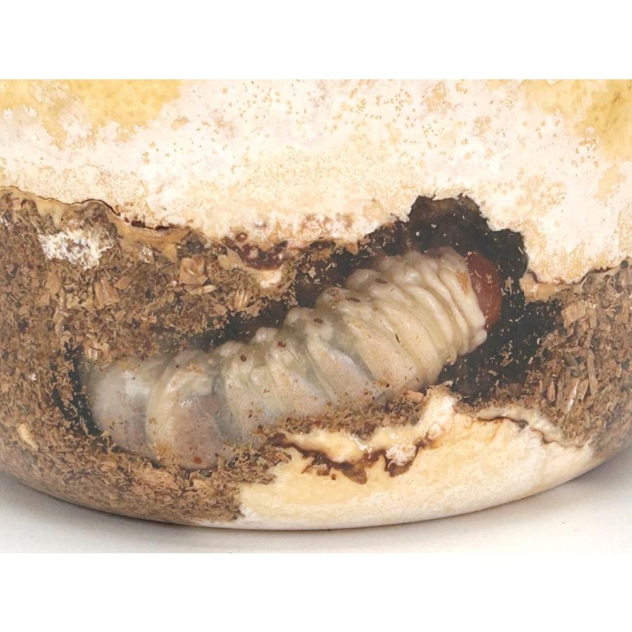 K-ZERO 800 クヌギ 100%×カワラ菌 dda クワガタ 幼虫 菌糸 ボトル 菌糸ビン エサ : DDAism ヤフー店 - 通販 ...