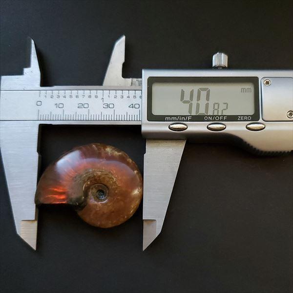 美品 アンモナイト 化石 本物 マダガスカル産 40.82mm プレゼント ギフト an333 :an333:化石専門店 LOLO - 通販 ...