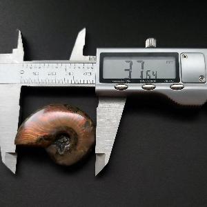 美品 アンモナイト 化石 本物 マダガスカル産 37.64mm プレゼント ギフト an509 :an509:化石専門店 LOLO - 通販 ...