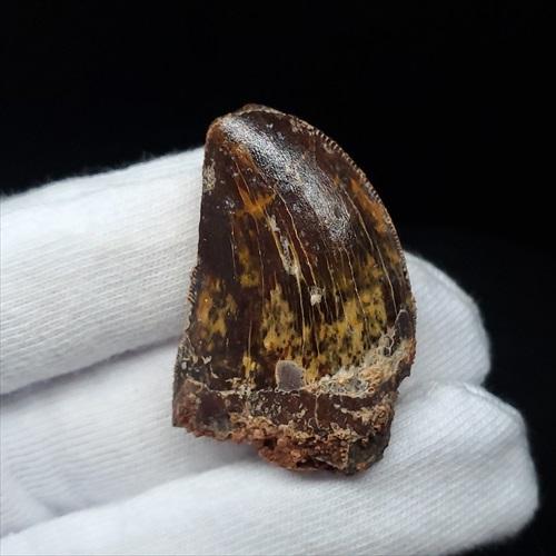 カルカロドントサウルス 歯 化石 本物 モロッコ産 31.00mm プレゼント ギフト fca12 : fca12 : 化石専門店 LOLO - 通販 - Yahoo!ショッピング