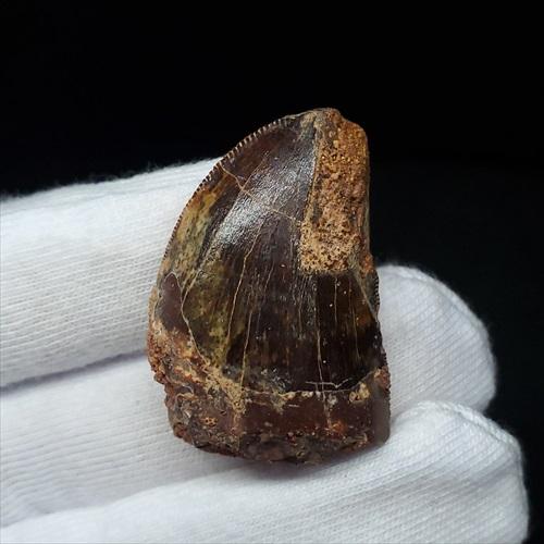 カルカロドントサウルス 歯 化石 本物 モロッコ産 31.00mm プレゼント ギフト fca12 : fca12 : 化石専門店 LOLO - 通販 - Yahoo!ショッピング