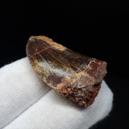 カルカロドントサウルス 歯 化石 本物 モロッコ産 31.00mm プレゼント ギフト fca12 : fca12 : 化石専門店 LOLO - 通販 - Yahoo!ショッピング