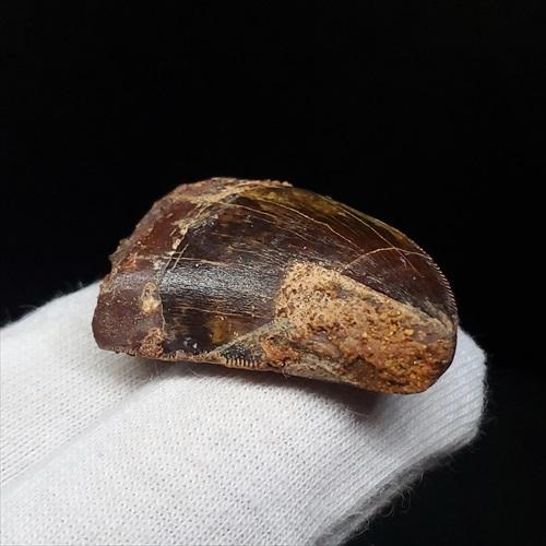 カルカロドントサウルス 歯 化石 本物 モロッコ産 31.00mm プレゼント ギフト fca12 : fca12 : 化石専門店 LOLO - 通販 - Yahoo!ショッピング