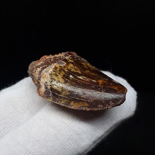 カルカロドントサウルス 歯 化石 本物 モロッコ産 31.00mm プレゼント ギフト fca12 : fca12 : 化石専門店 LOLO - 通販 - Yahoo!ショッピング