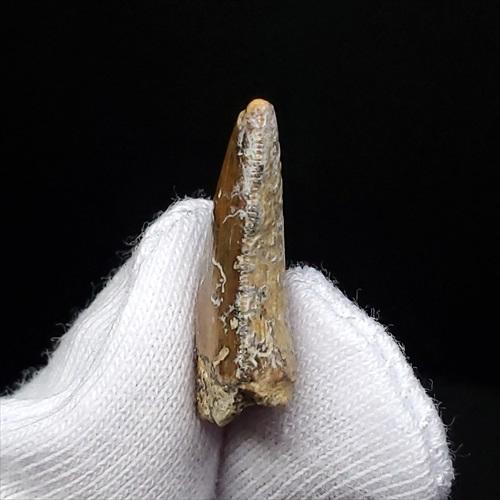 希少 ネオヴェナトル 化石 歯 恐竜 本物 ワイト島産 21.26mm プレゼント ギフト fr83 : 化石専門店 LOLO - 通販 ...