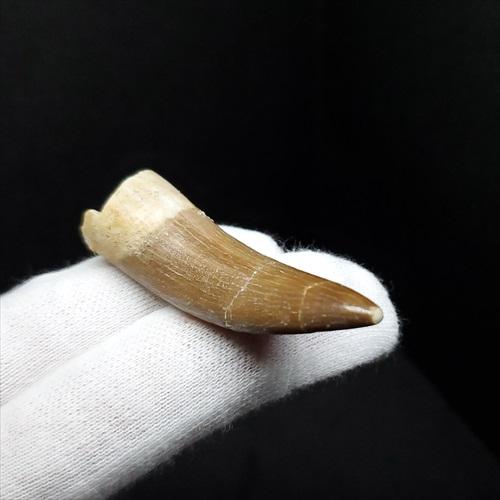 プレシオサウルス 化石 歯 本物 モロッコ産 50.96mm ケース付き プレゼント ギフト pr117 : 化石専門店 LOLO - 通販 - Yahoo!ショッピング