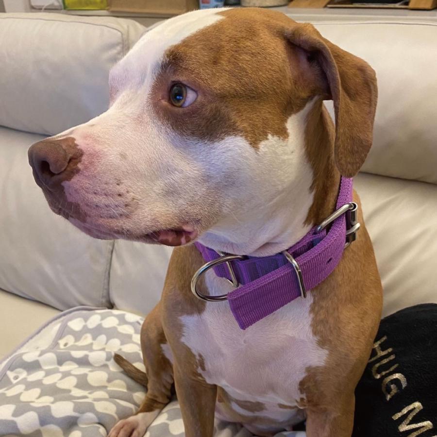 【Lサイズ】ドッグマンサポートジャパン 極めて丈夫なナイロンの首輪 ワーキングドッグ ガードドッグ ハンティングドッグ ゲームドッグ ピットブル 土佐犬 : DMSJ Yahoo!店 - 通販 ...