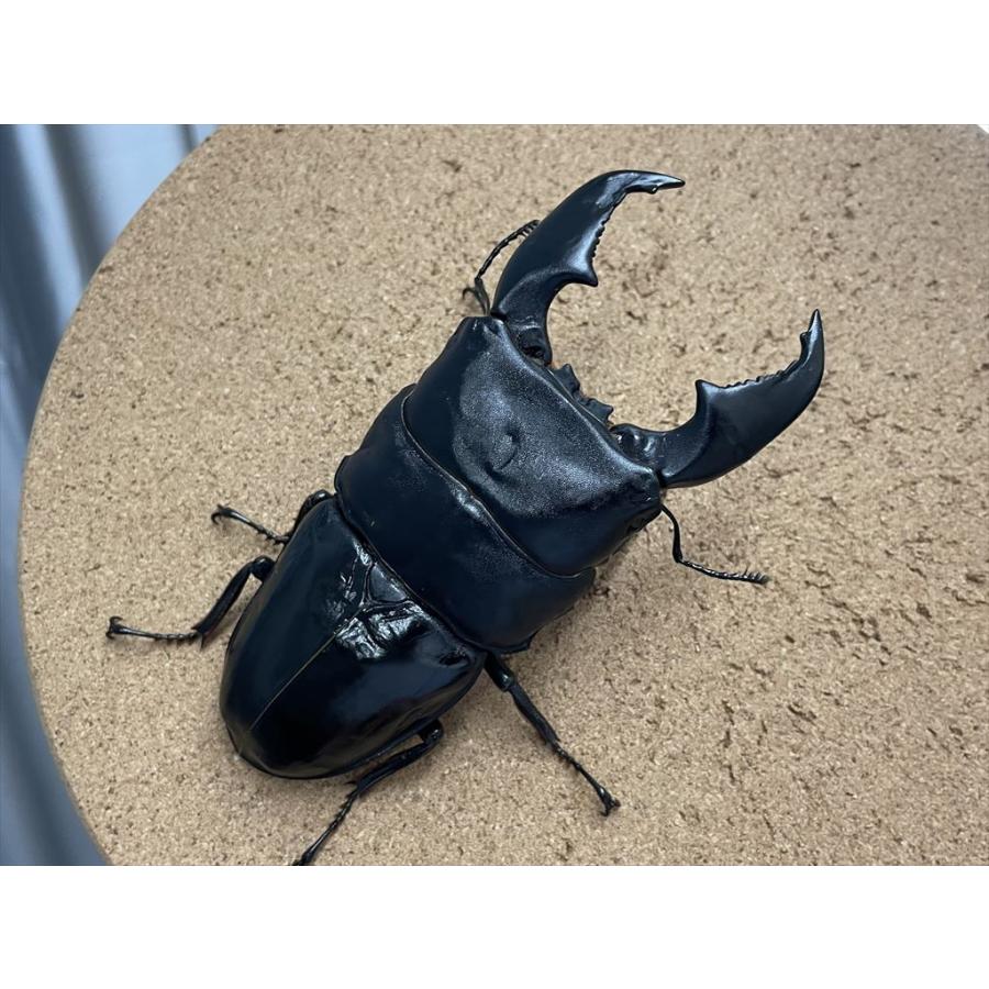 スマトラヒラタクワガタ（アチェ産）♂104.7mm 単品 : 有限会社プロスパー - 通販 - Yahoo!ショッピング