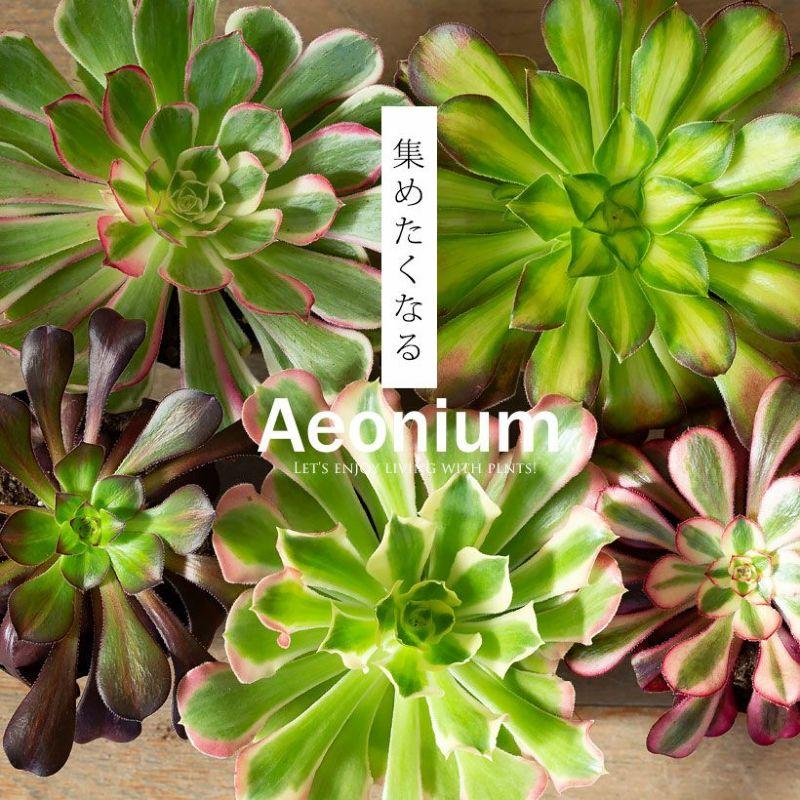 観葉植物 種類 室内 おしゃれ アエオニウムCollection ショウカ シャネル クジャクレイ アフターグロウ リバーストーン : e ...